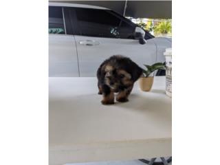 Yorkie macho Puerto Rico