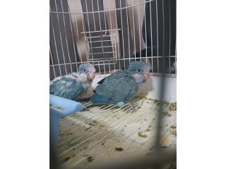 Aves/Birds Puerto Rico, ClasificadosOnline.com