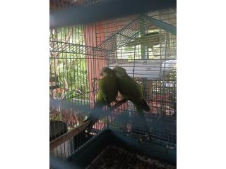 Aves/Birds Puerto Rico, ClasificadosOnline.com