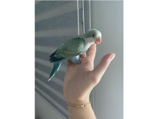 Aves/Birds Puerto Rico, ClasificadosOnline.com