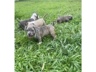 American bully puppy Puerto Rico