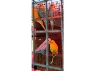 Pericos jóvenes Puerto Rico