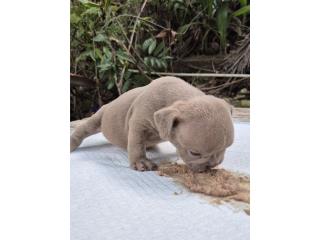 American bully Puerto Rico