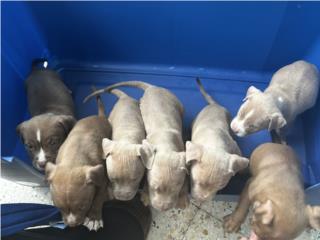 Raza pura Pitbull Red Nose Puerto Rico