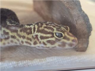 Gecko macho Puerto Rico
