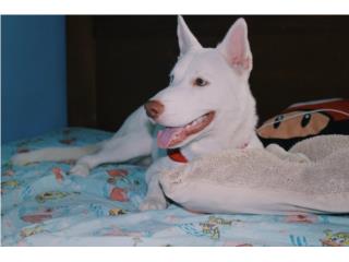 Siberian husky Puerto Rico
