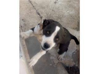 Perro Puppy Puerto Rico