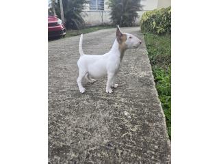 Bull terrier macho akc Puerto Rico