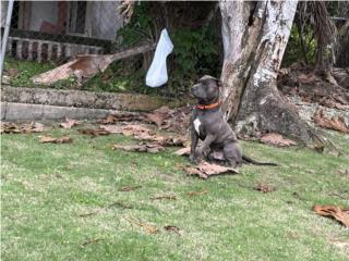 Pitbull blue Puerto Rico