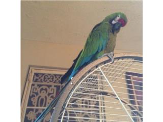 Guacamayos pareja Puerto Rico