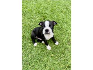 Boston terrier Puerto Rico