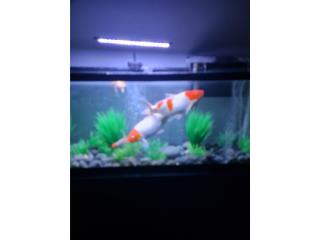 Koi fish grandes 15 pulgadas Puerto Rico