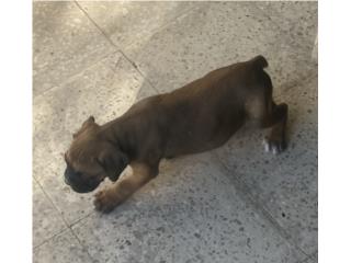 Boxer PURO Puerto Rico