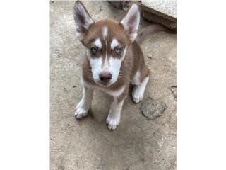 Siberian husky Puerto Rico