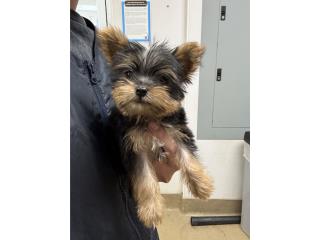 Yorkie macho Puerto Rico