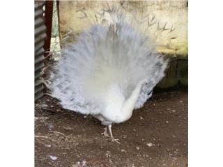 Pavo real Puerto Rico