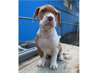 Pitbull Puerto Rico