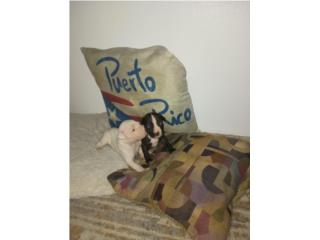 AMERICAN PITBULL Puerto Rico