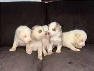 Husky’s Puerto Rico