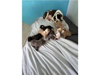 Lindos pitbull Puerto Rico