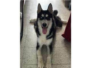 Siberian Husky Hembra Puerto Rico