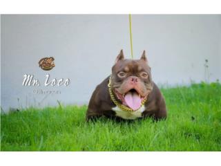 American bully macho Puerto Rico