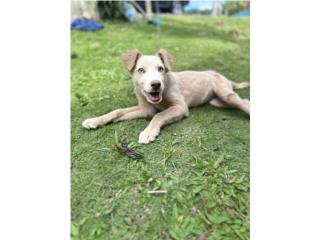 Perro Puerto Rico