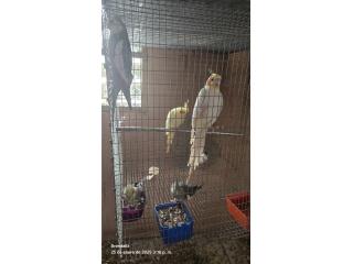 Cockatieles Puerto Rico