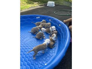 Pitbull american Puerto Rico