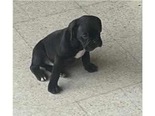 Boxer Macho Puerto Rico