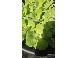 LECHUGA DE AGUA Puerto Rico