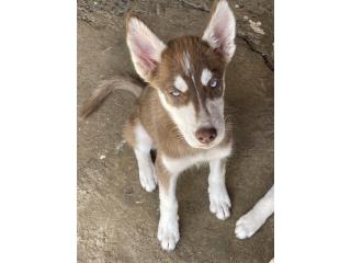 Siberian husky Puros Puerto Rico