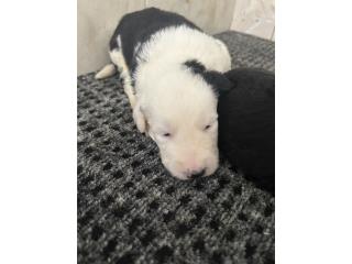 Border Collie Puerto Rico