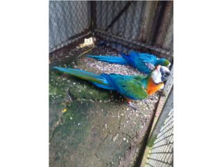 Pareja de Guacamayos Puerto Rico