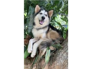 husky nene Puerto Rico