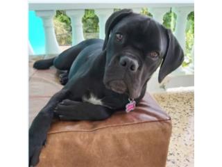 Cane corso Puerto Rico