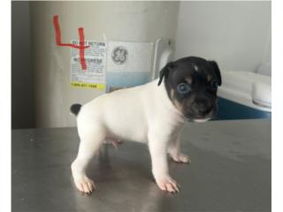 American Rat Terrier Macho Puerto Rico