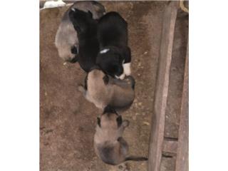 Malinois puppies regalando Puerto Rico