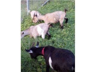 3 Preciosas Cabritas enanas mansitas Puerto Rico