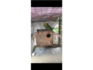 Pareja de pericos Ingleses Jumbo Puerto Rico