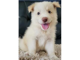 Hermosos border collie Puerto Rico