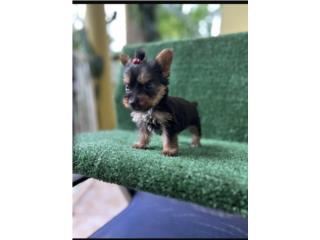 Perrita Yorki toy Puerto Rico