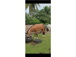 CABALLO Puerto Rico