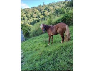 Caballo Puerto Rico