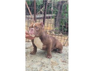 American bully Puerto Rico