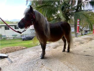 Precio Pony Puerto Rico