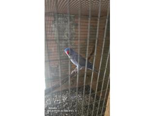Ringneck violeta macho 600 Puerto Rico