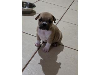 American bully Puerto Rico