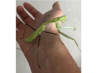 Otros/Others Puerto Rico, ClasificadosOnline.com