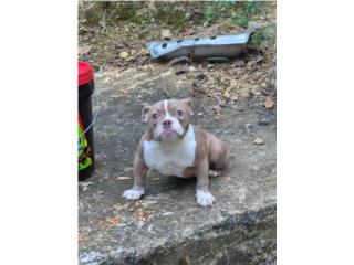 American bully micro hembra Puerto Rico